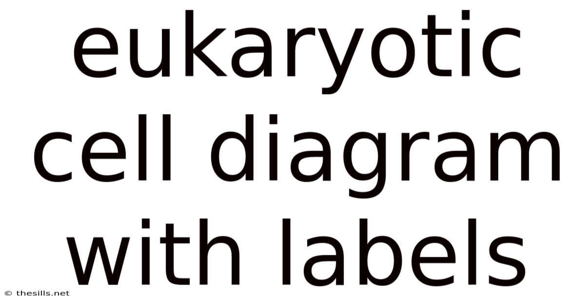 Eukaryotic Cell Diagram With Labels
